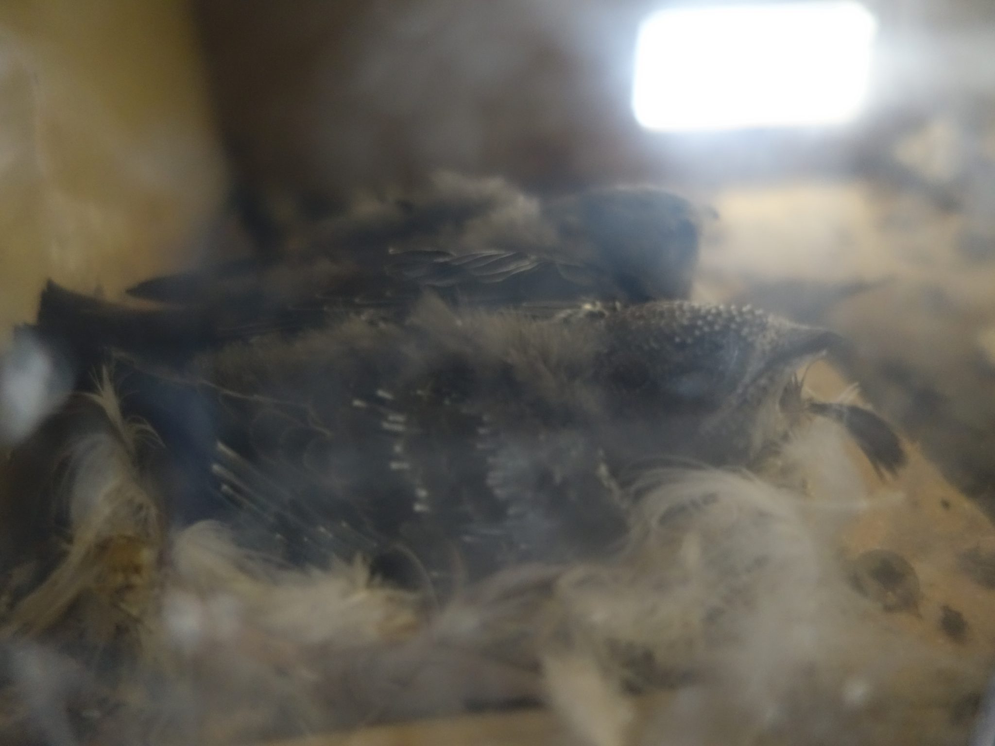 Hope for the Future - Working to Save our Swift Population - Roman ...