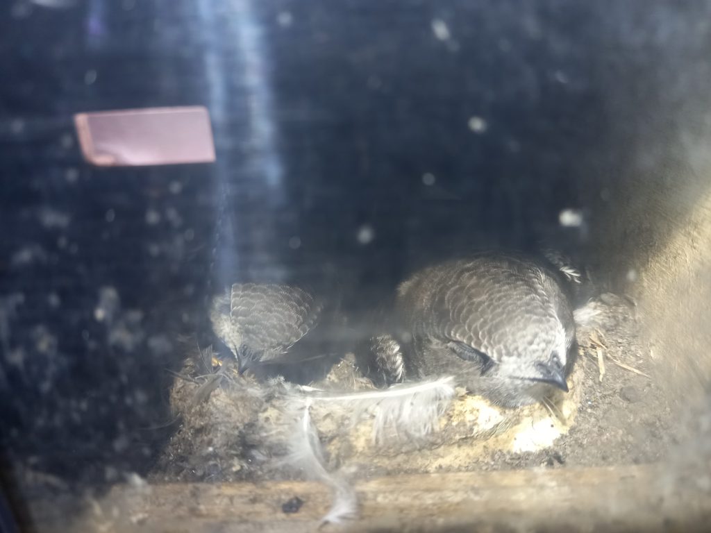 Hope for the Future - Working to Save our Swift Population - Roman ...